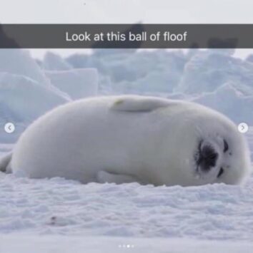 45 Funniest Animal Memes Making Rounds This Week (April 5, 2024)