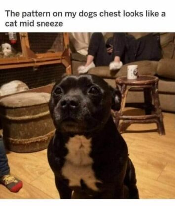 45 Wholesomely Funny Animal Memes To End The Week Strong (May 24, 2024)