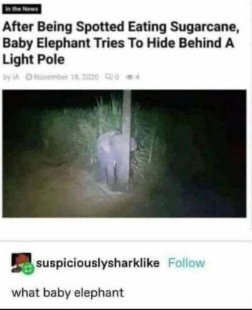 45 Wholesomely Funny Animal Memes To End The Week Strong (May 24, 2024)