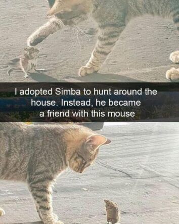 45 Wholesomely Funny Animal Memes To End The Week Strong (May 24, 2024)