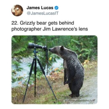 30 Animals Interrupting Wildlife Photographers Steal The Show In This ...