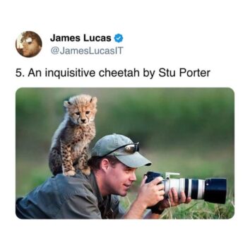 30 Animals Interrupting Wildlife Photographers Steal The Show In This ...