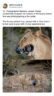 30 Animals Interrupting Wildlife Photographers Steal The Show In This ...