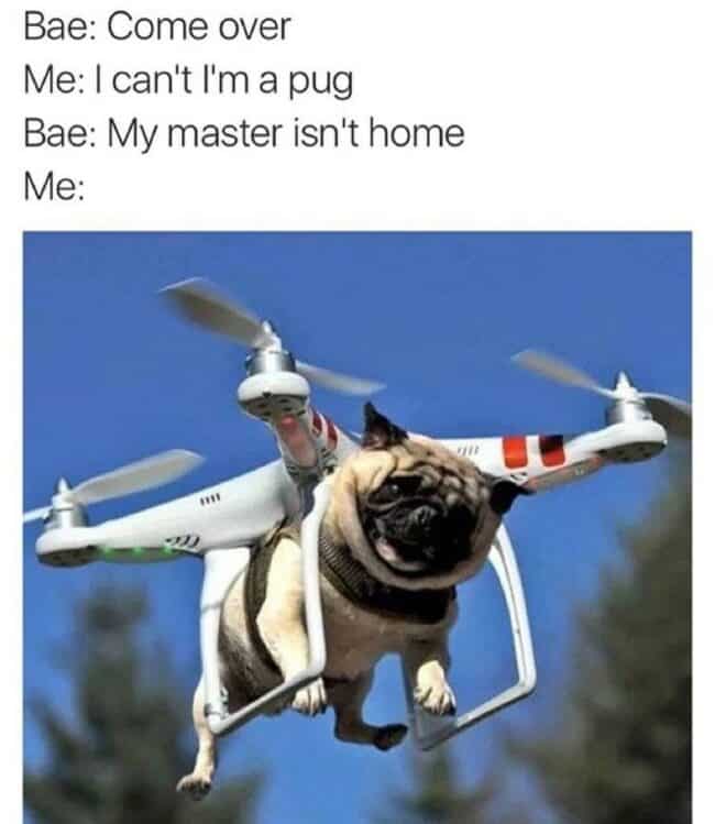 50 Pug Life Memes And Pictures Celebrating The Smush-Faced Babies