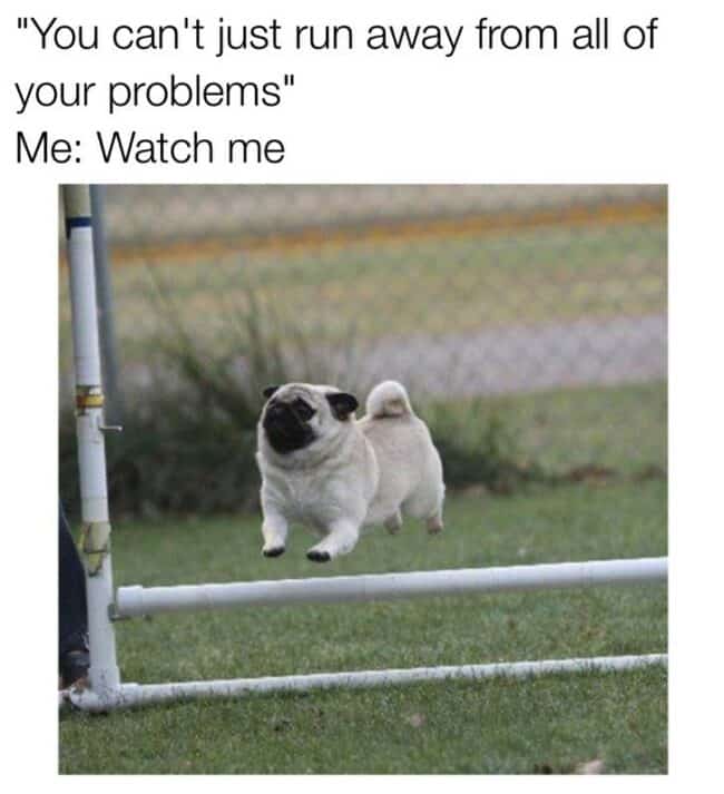 50 Pug Life Memes And Pictures Celebrating The Smush-Faced Babies