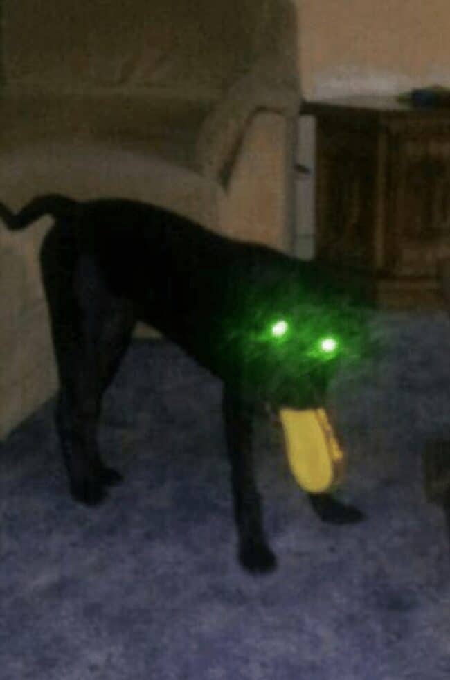 57 Cursed Images We Had To See This Week And Now You Do Too (June 2, 2024)