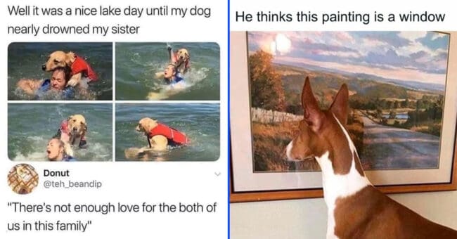 45 Funny Dog Memes That Will Have You Howling With Laughter (May 6, 2024)