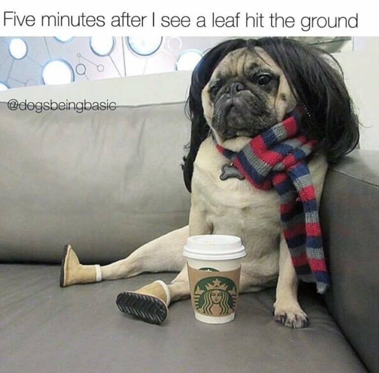 50 Pug Life Memes And Pictures Celebrating The Smush-Faced Babies