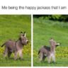 40 Paw-Sitively Funny Animal Memes To Kick Off Your Weekend Right (May ...
