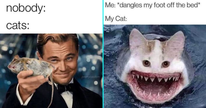 45 Funniest Cat Memes That Will Have You Purring With Laughter All Week ...
