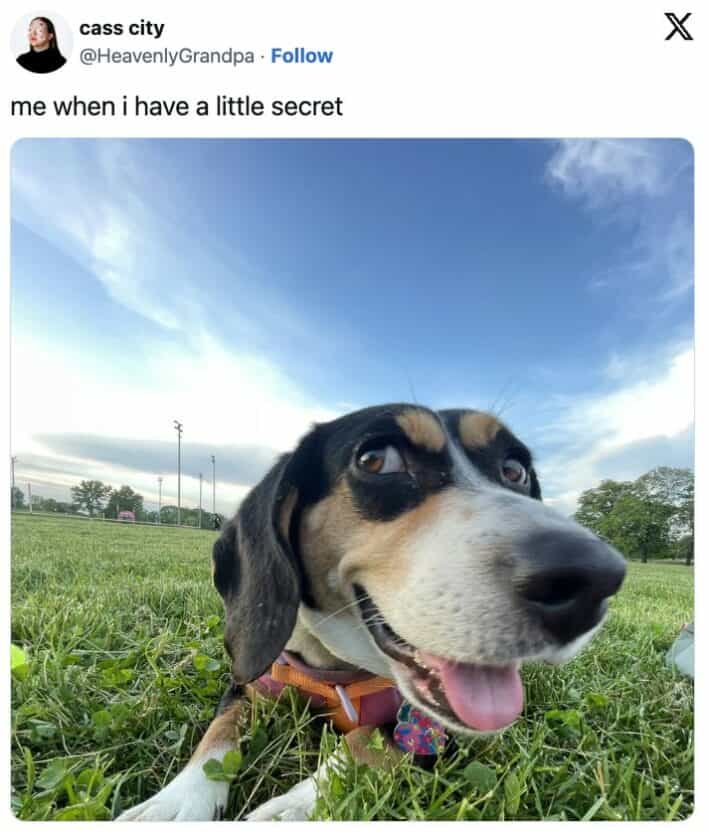 37 Funniest Tweets About Cats And Dogs From This Week (May 25, 2024)