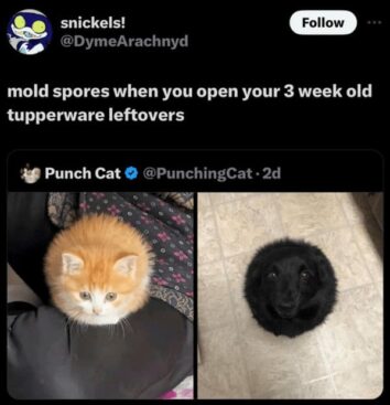 45 Animal Memes That Will Make Your Day Pawsitively Purrfect (May 17, 2024)