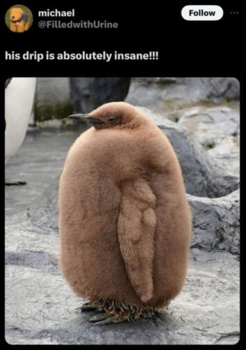 45 Animal Memes That Will Make Your Day Pawsitively Purrfect (May 17, 2024)