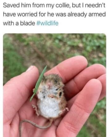 45 Animal Memes That Will Make Your Day Pawsitively Purrfect (May 17, 2024)