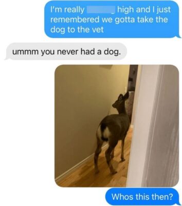 45 Animal Memes That Will Make Your Day Pawsitively Purrfect (May 17, 2024)