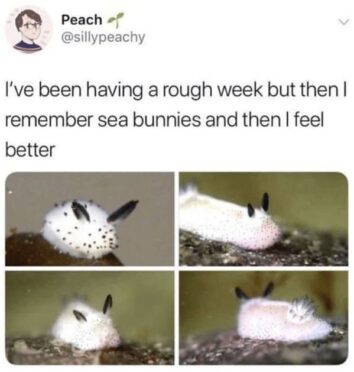 45 Animal Memes That Will Make Your Day Pawsitively Purrfect (May 17, 2024)