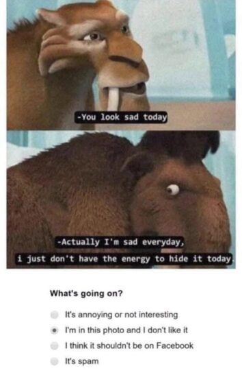 45 Animal Memes That Will Make Your Day Pawsitively Purrfect (May 17, 2024)