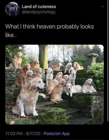 45 Animal Memes That Will Make Your Day Pawsitively Purrfect (May 17, 2024)