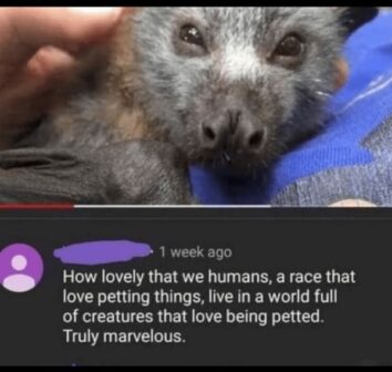 45 Animal Memes That Will Make Your Day Pawsitively Purrfect (May 17, 2024)