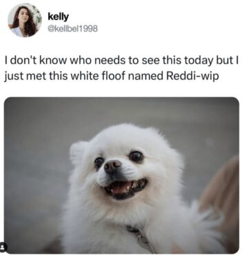 45 Animal Memes That Will Make Your Day Pawsitively Purrfect (May 17, 2024)