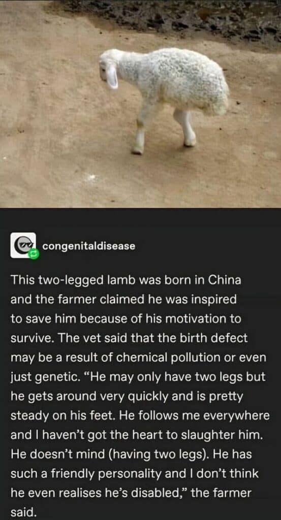 45 Adorably Hilarious Animal Memes That Made Our Week Brighter (May 31 ...