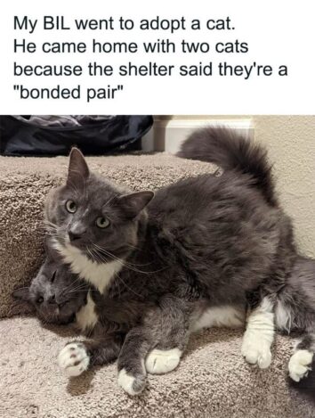 45 Adorably Hilarious Animal Memes That Made Our Week Brighter (May 31 ...