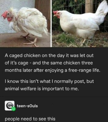45 Adorably Hilarious Animal Memes That Made Our Week Brighter (May 31 ...