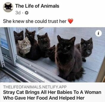 45 Adorably Hilarious Animal Memes That Made Our Week Brighter (May 31 ...