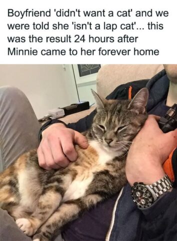 45 Adorably Hilarious Animal Memes That Made Our Week Brighter (May 31 ...