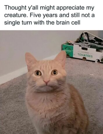 45 Adorably Hilarious Animal Memes That Made Our Week Brighter (May 31 ...