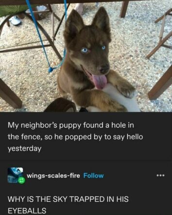 45 Adorably Hilarious Animal Memes That Made Our Week Brighter (May 31 ...