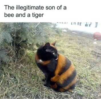45 Adorably Hilarious Animal Memes That Made Our Week Brighter (May 31 ...