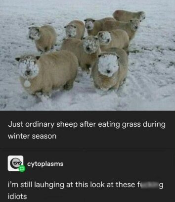 45 Adorably Hilarious Animal Memes That Made Our Week Brighter (May 31 ...