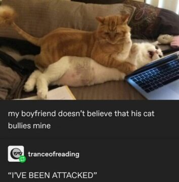 45 Adorably Hilarious Animal Memes That Made Our Week Brighter (May 31 ...