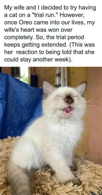 45 Adorably Hilarious Animal Memes That Made Our Week Brighter (May 31 ...