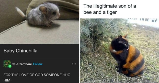 45 Adorably Hilarious Animal Memes That Made Our Week Brighter (May 31 ...