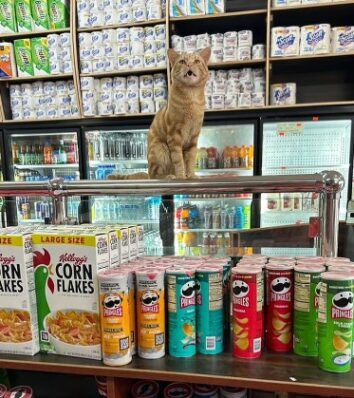 45 Funny Bodega Cats Confidently Stocking The Shelves With Themselves