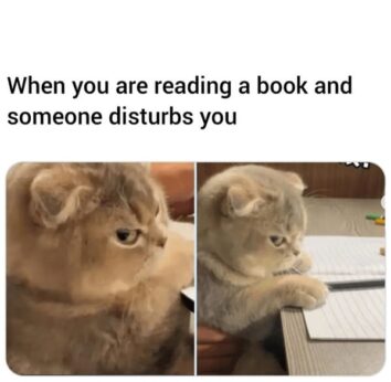 40+ Side-Splitting Book Memes Perfect For Every Book Lover's Collection ...