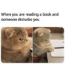 40+ Side-Splitting Book Memes Perfect For Every Book Lover's Collection ...