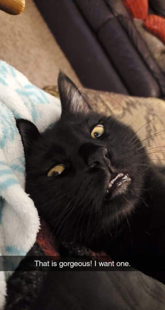 40 Funny Cat Memes For Your Weekly Dose Of Feline Funnies (May 29, 2024)