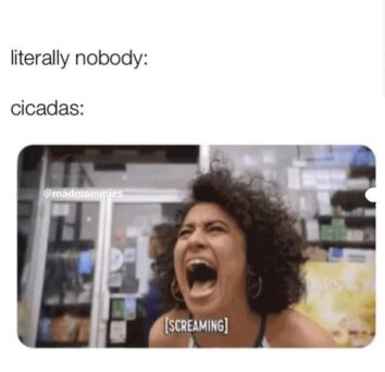 35+ Funny Cicada Memes That Are Buzzing All Over The Internet (May 24 ...