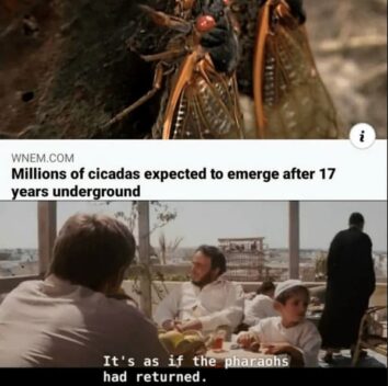 35+ Funny Cicada Memes That Are Buzzing All Over The Internet (May 24 ...