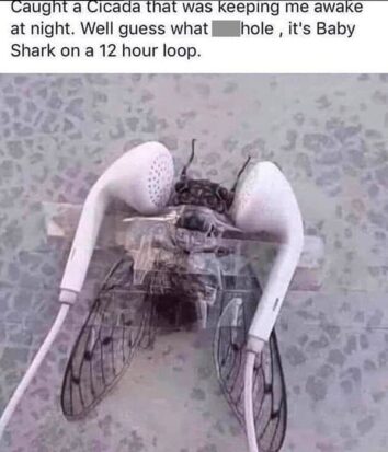 35+ Funny Cicada Memes That Are Buzzing All Over The Internet (May 24 ...