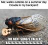 35+ Funny Cicada Memes That Are Buzzing All Over The Internet (May 24 ...