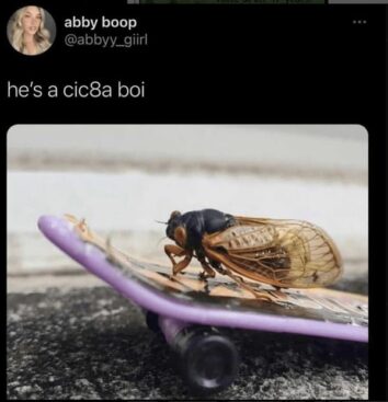 35+ Funny Cicada Memes That Are Buzzing All Over The Internet (May 24 ...
