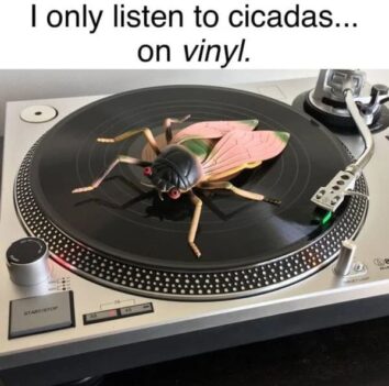 35+ Funny Cicada Memes That Are Buzzing All Over The Internet (May 24 ...