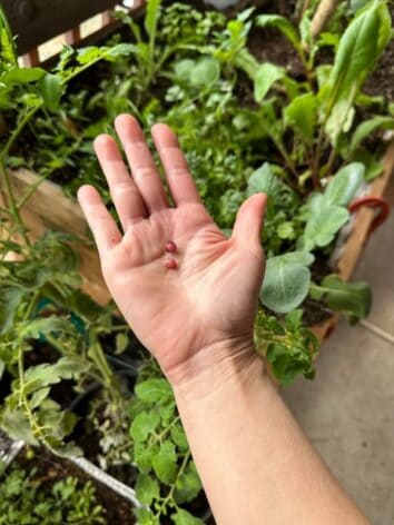 40 Attempts At Home Gardening That Ended In Hilariously Disappointing ...