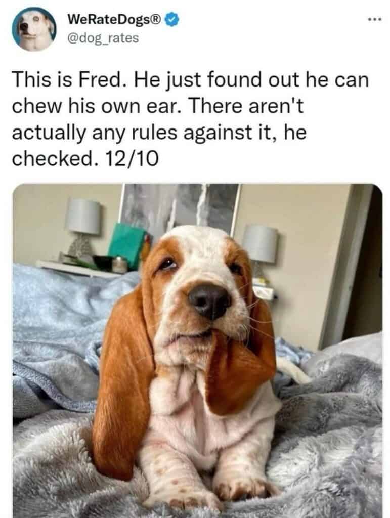 60 Funny Afternoon Memes Picked Fresh From The Meme Tree (May 24, 2024)