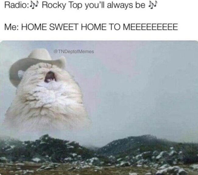 50 Funny Southern Memes That'll Make Y'all Laugh Until You Spit Out ...