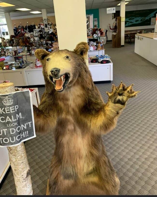 38 Funny Taxidermy Fails You Can File Under Crimes Against Nature
